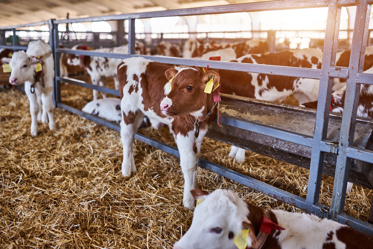 Why Buy Calf Ventilation Systems for Your Barn - Carlson Wholesale