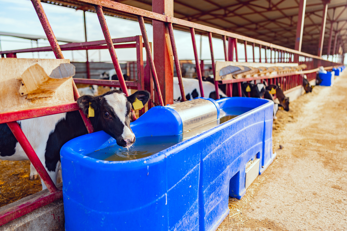 What to Know About Cattle Hydration and Drinking Systems